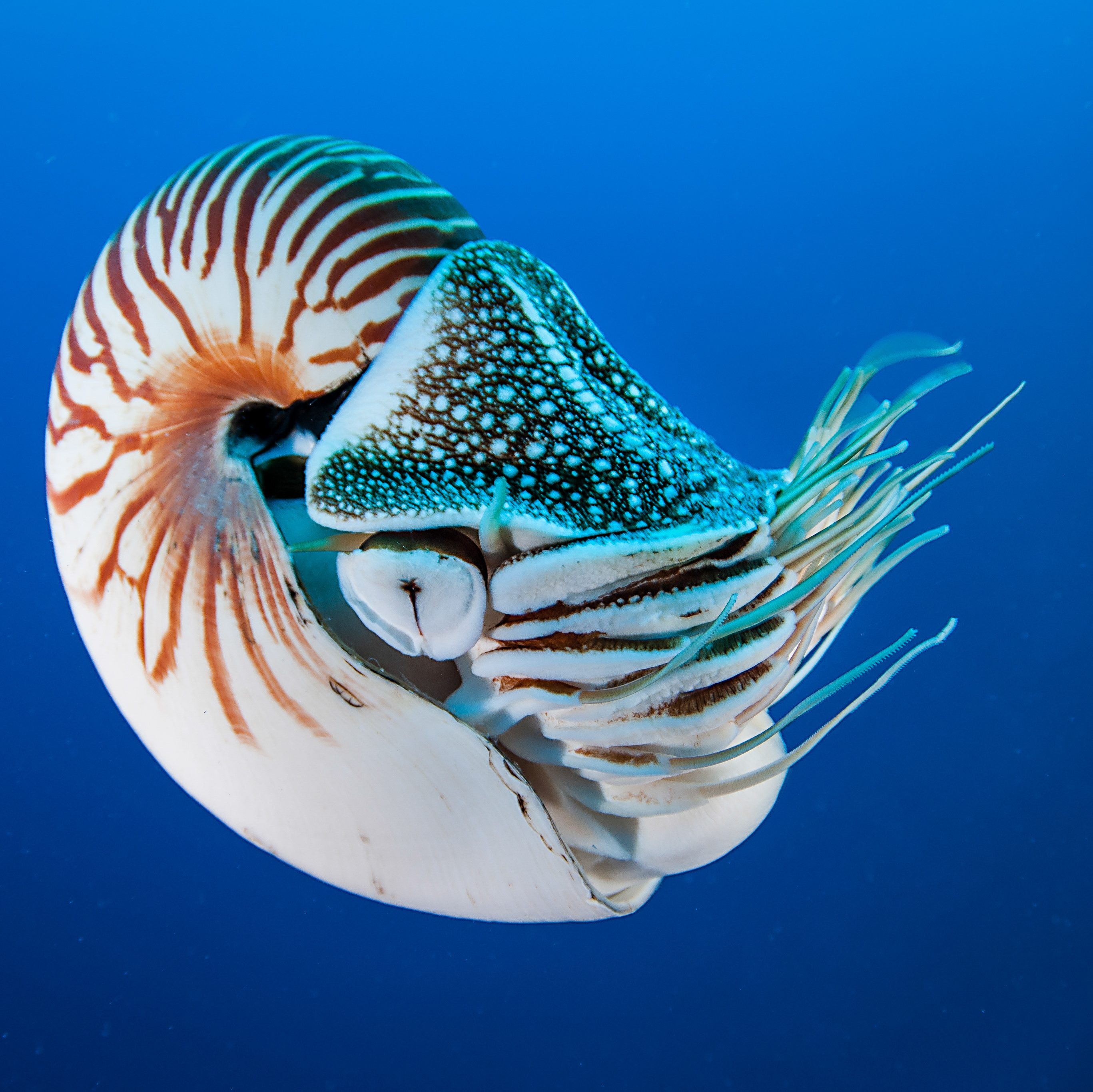 Nautilus swimming in blue water, Palau, Micronesia. – The Peak